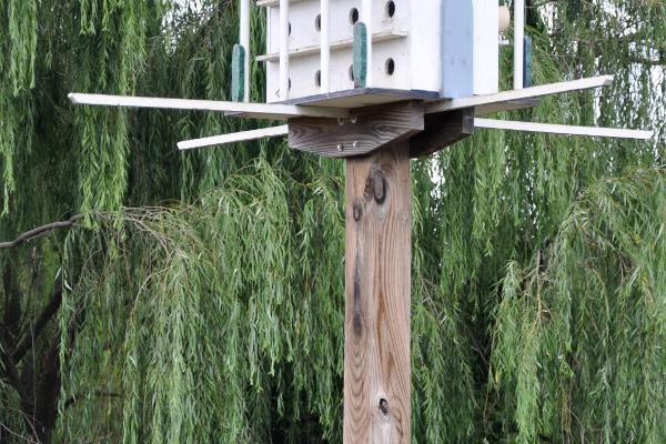 Amish Experience/ Amish Tours/ Magic Lantern Shows - Bird in Hand, PA